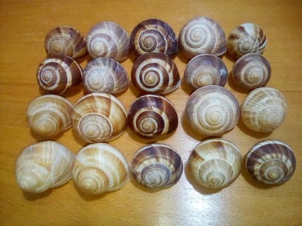 Slimačie ulity – 10 kusov - Krokus